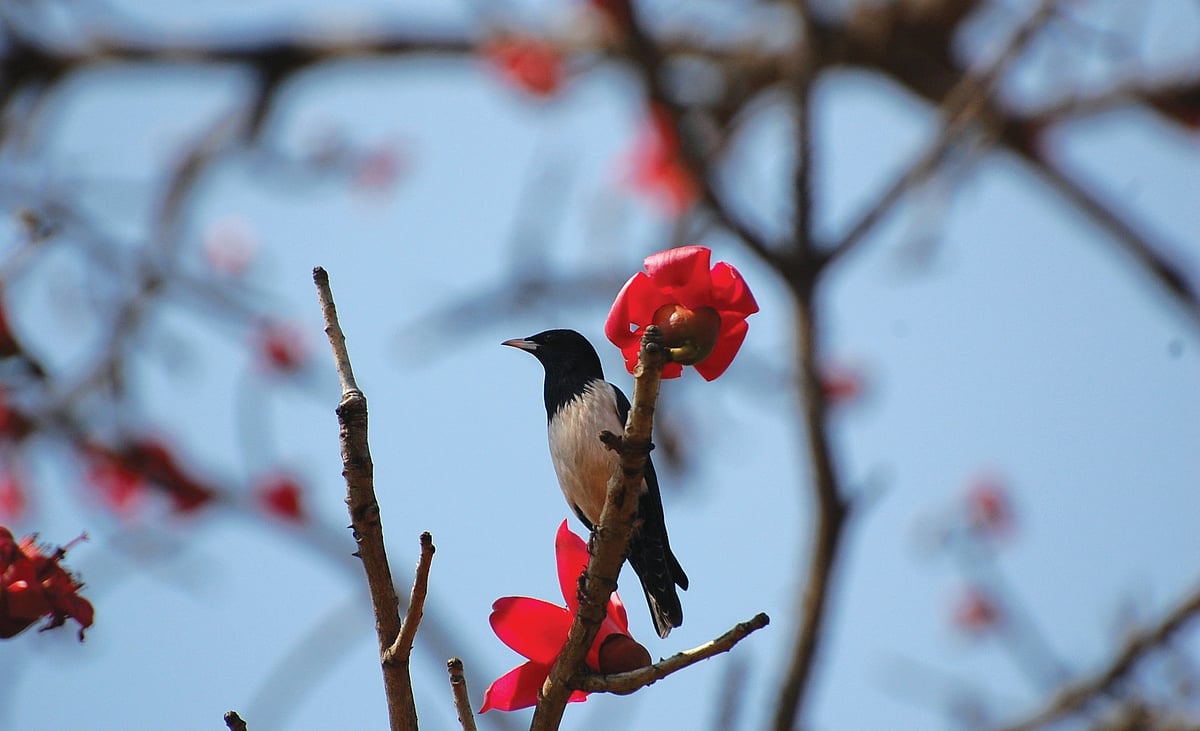 Gregarious Guests of the Subcontinent