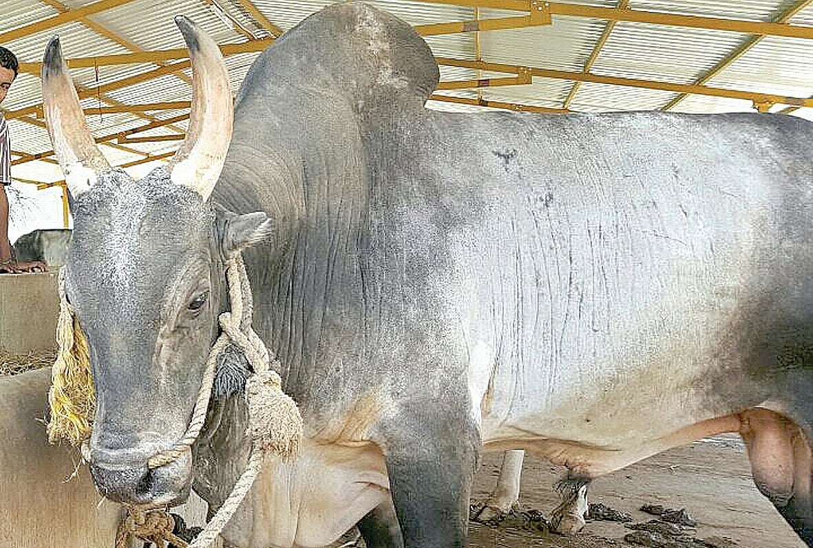 This Jallikatu Bull of \'Virumandi\' Fame Has Seen It All