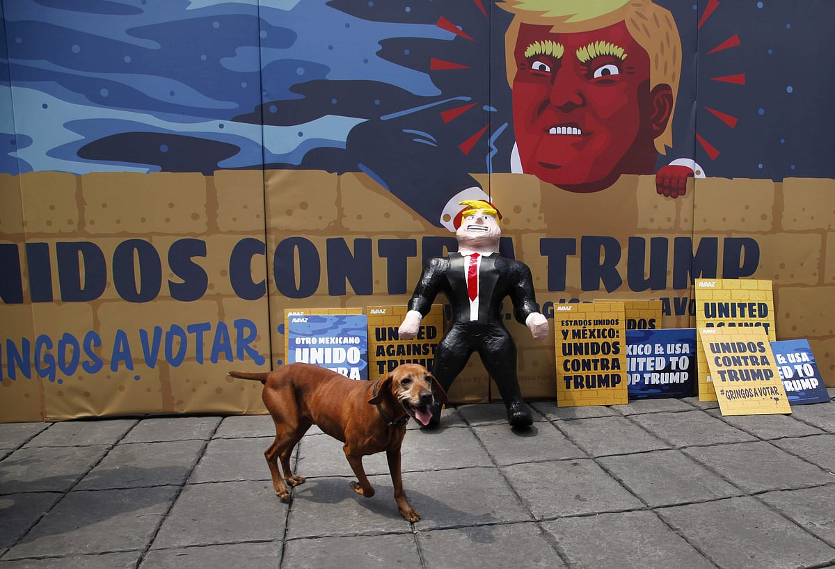 Striking resemblance to Trump wins a dog first prize in best dressed ...