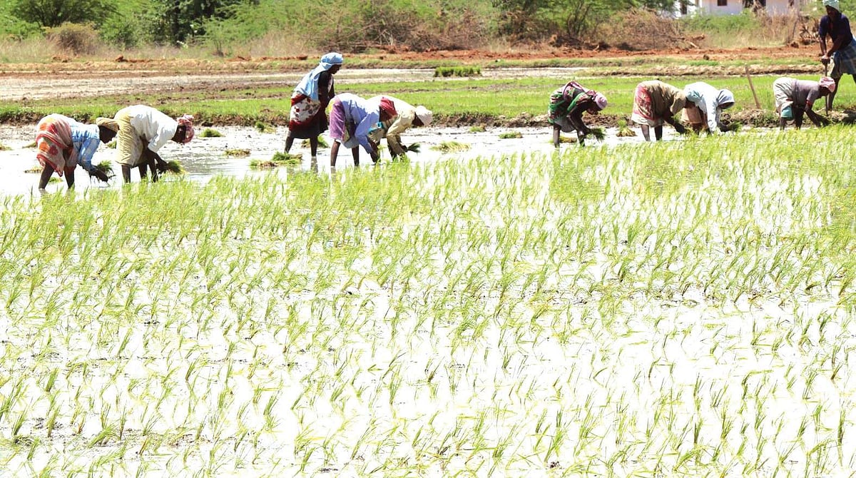 Min reviews paddy procurement plan