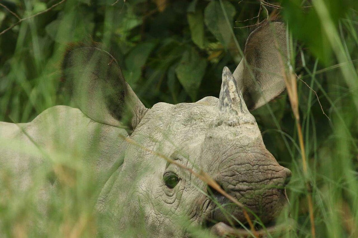 Scared Nepal rhino spooks UP villagers, officials hope it isn't poached