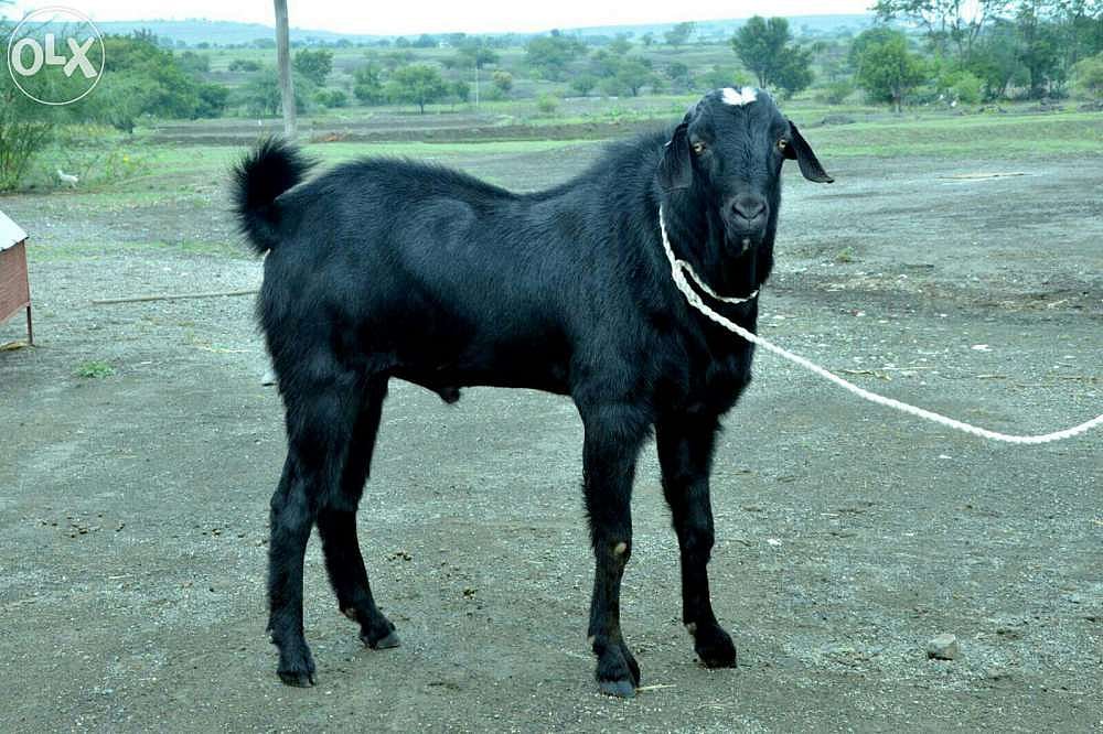 PIA staff sacrifice black goat before ATR plane take-off