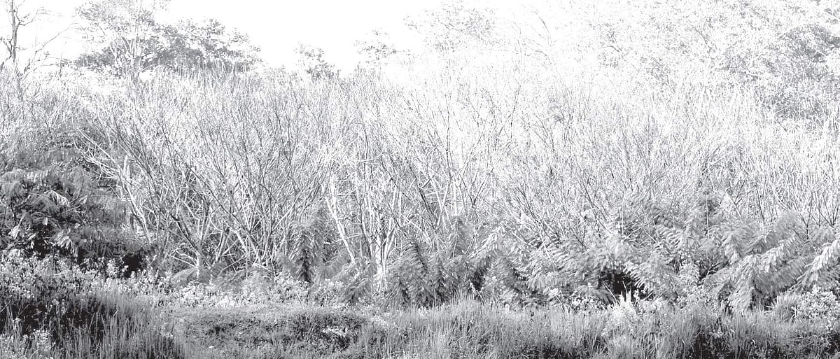 Exotic plant species spreads like wildfire in Muthanga wildlife sanctuary