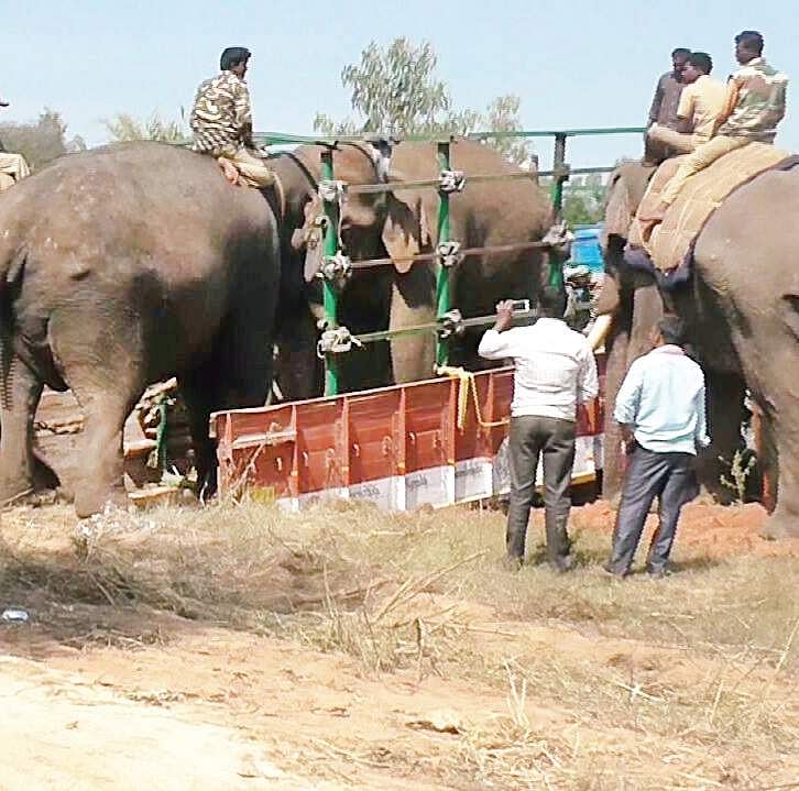 Operation jumbo capture: One tusker caught, relocated