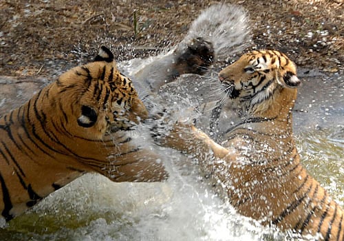 2016: Poaching at all-time high, but tiger numbers still rose
