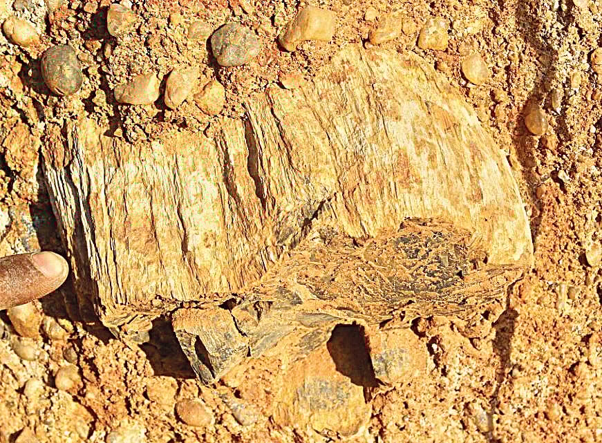 10 Crore-years-old Fossilised Wood Found