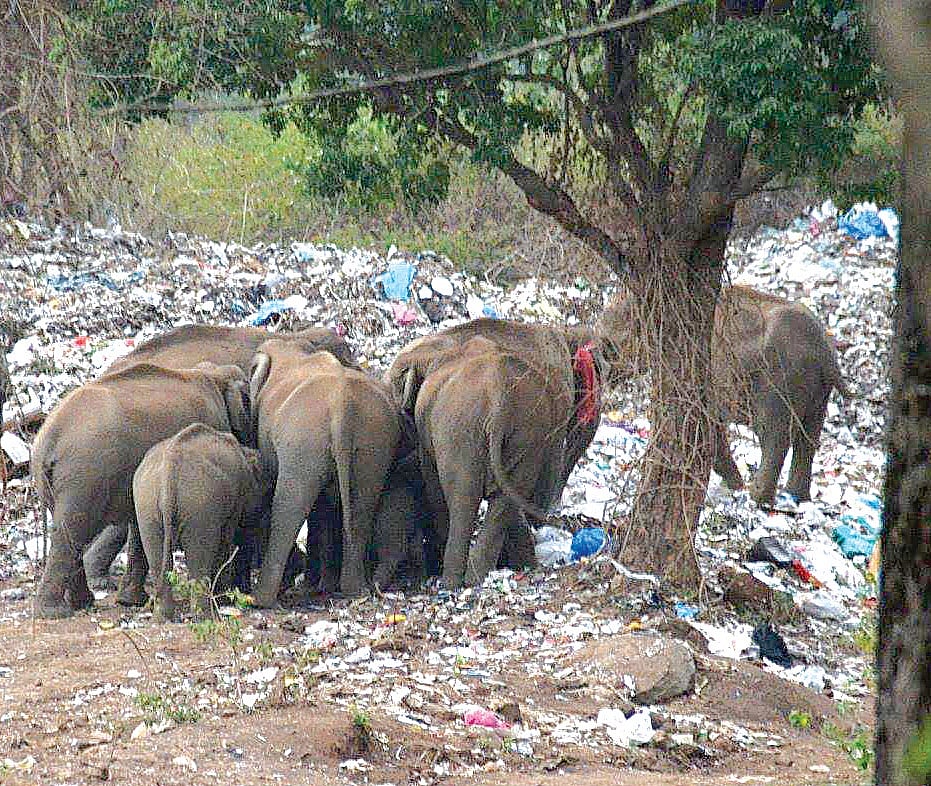 Elephants rummage in garbage dumped in forest, thanks to the Gudalur ...