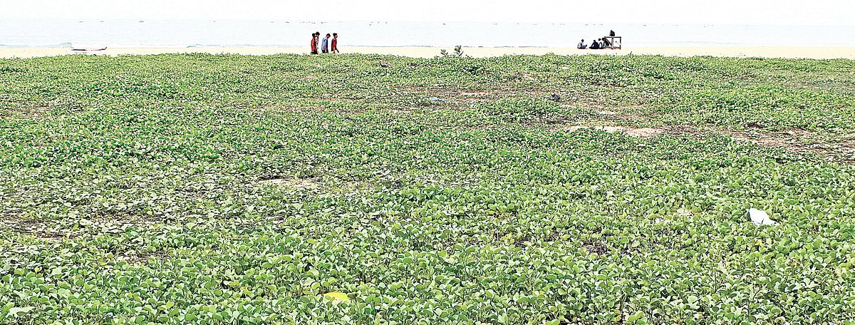 Bessie beach\'s vine of contention