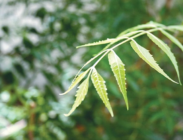 NGO on a drive to plant a billion trees across the country over 21 years