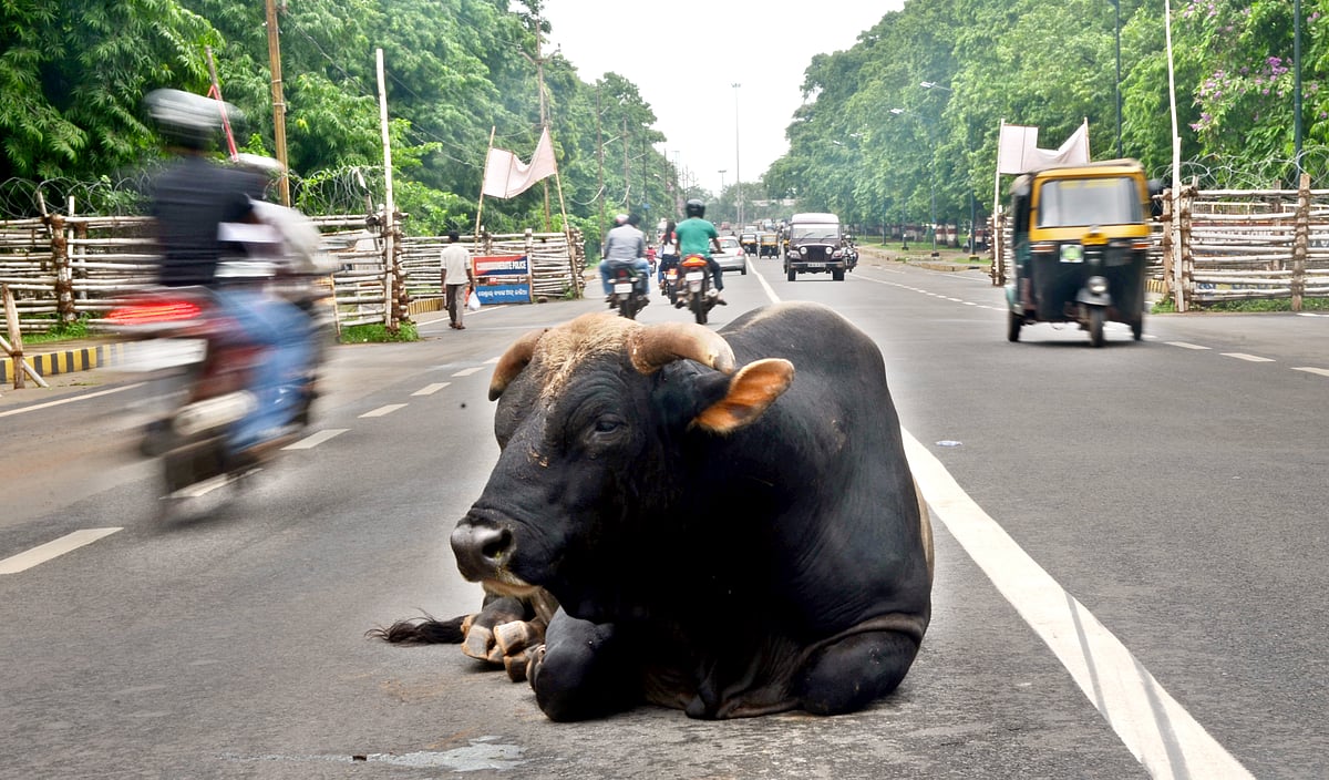 Stray bull that injured five in Bhubaneswar dies of rabies