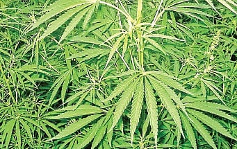 Mandal-level panels formed to root out ganja cultivation in Vizag agency