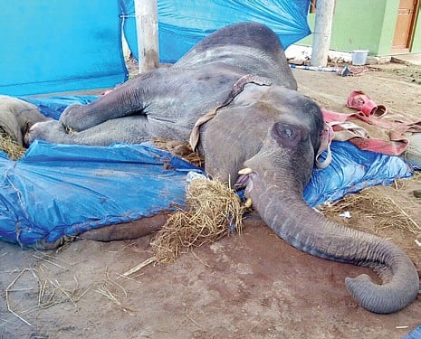 Elephant hit by bus succumbs to injuries in MTR