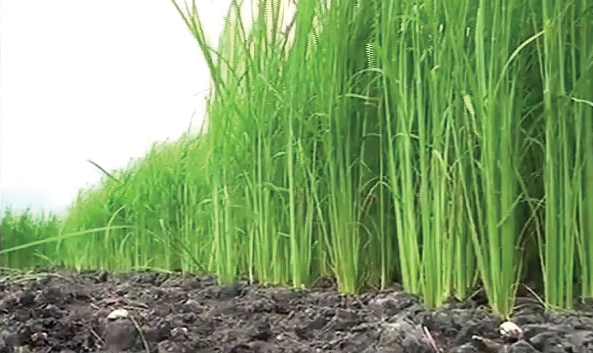 A new brand mantra takes root in Pokkali rice fields