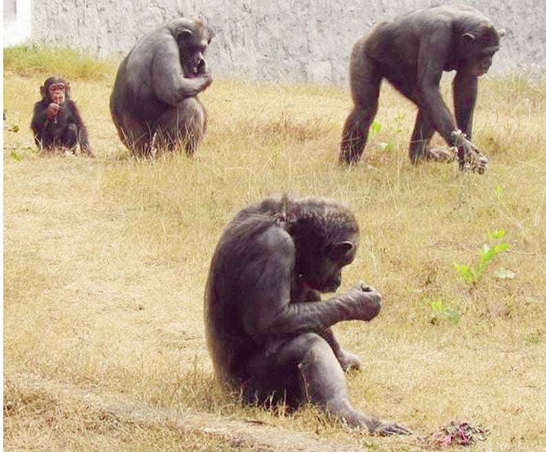 One-year-old ill chimp dies as its mother clings on to it refusing to ...