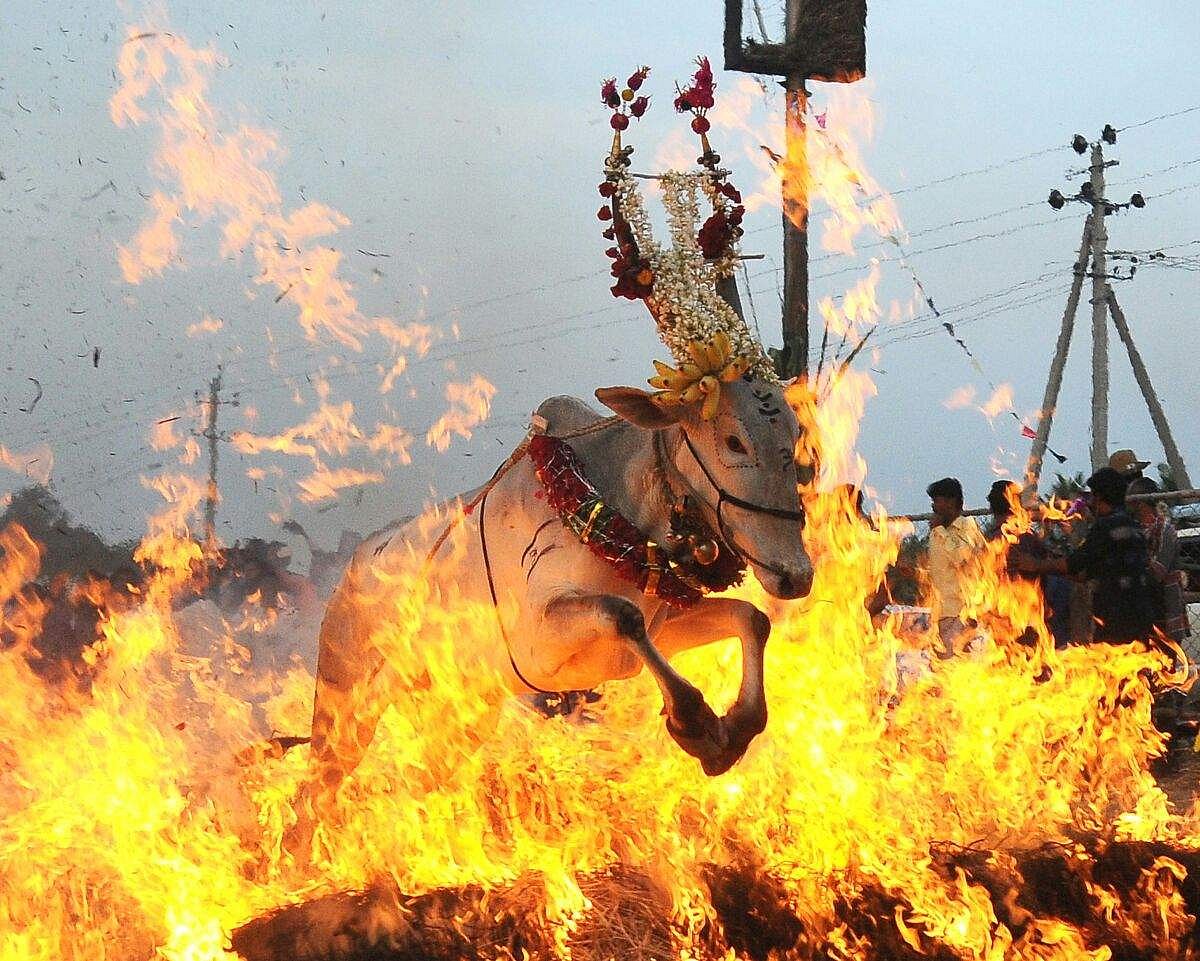 Makara Sankranti: Cattles seen jumping fire in Karnataka