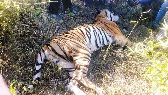 Tiger found dead in Nittur; 5th in 23 days in state