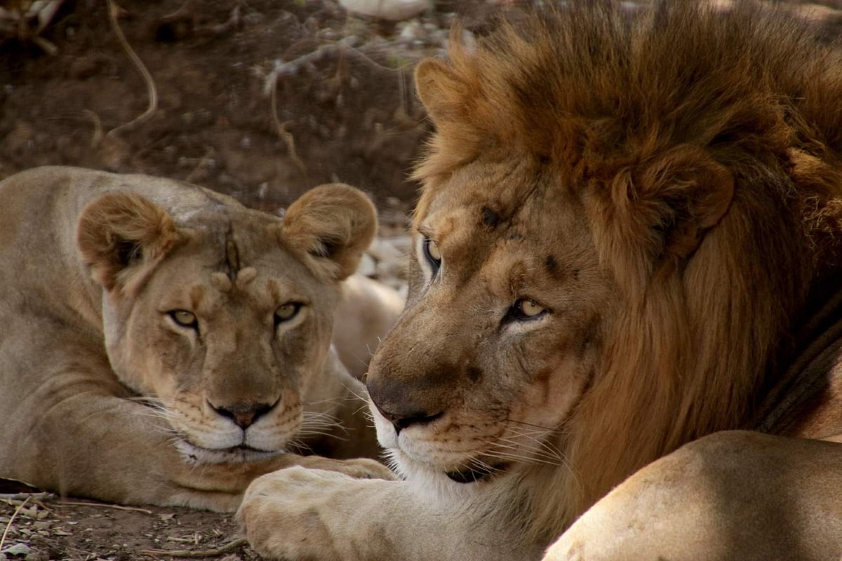 Rugby player pays penalty as lion bites his hand