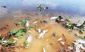 Dead fish in Gadilam points to illegal waste dumping