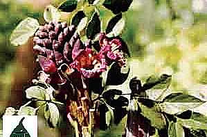 Broken Bone Tree is what foodies need