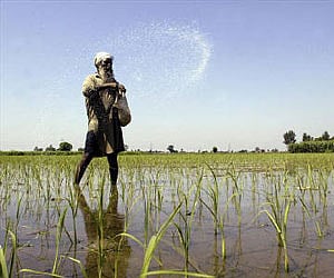 Odisha pest-attacks: National Rice Research Institute team to assess ...