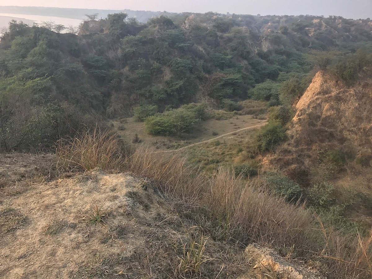 Patel gangs wiped out in UP, MP border forests