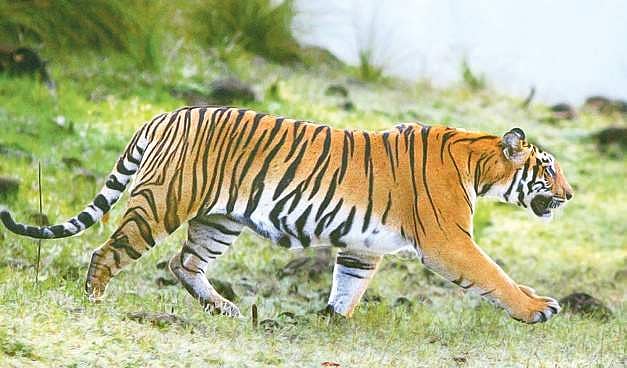 Scientists join hands to monitor tigers, other wild animals in Karnataka