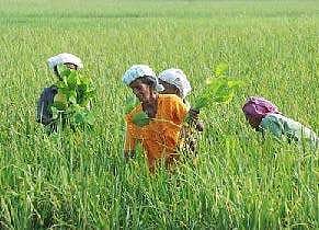 Kudumbashree’s group farming initiatives expand to 28,500 hectares in ...