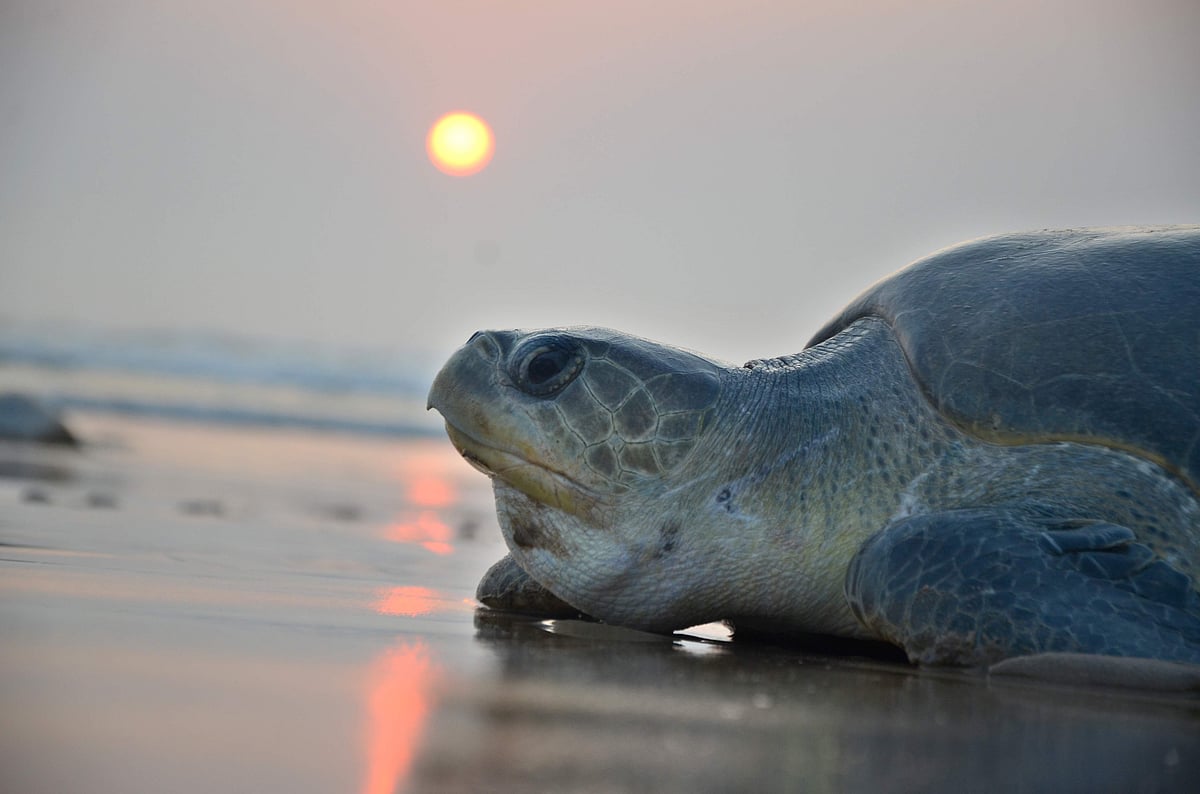 Olive Ridleys begin their annual sojourn on Odisha’s beaches