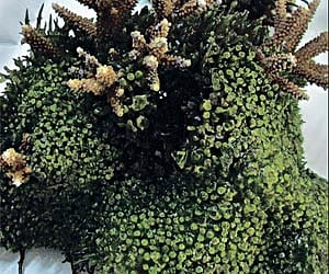 2016 El Nino led to enormous coral death in Maldives