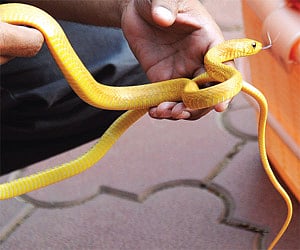 World's rarest boa snake spotted for 1st time in 64 years in Brazil forests