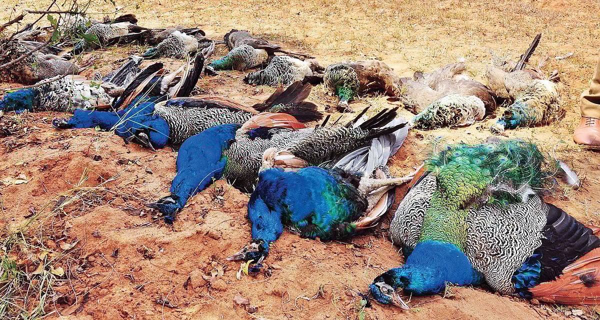 Mystery death of 20 peacocks baffle forest officials