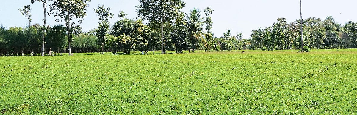 Neduvasal prefers soil over oil
