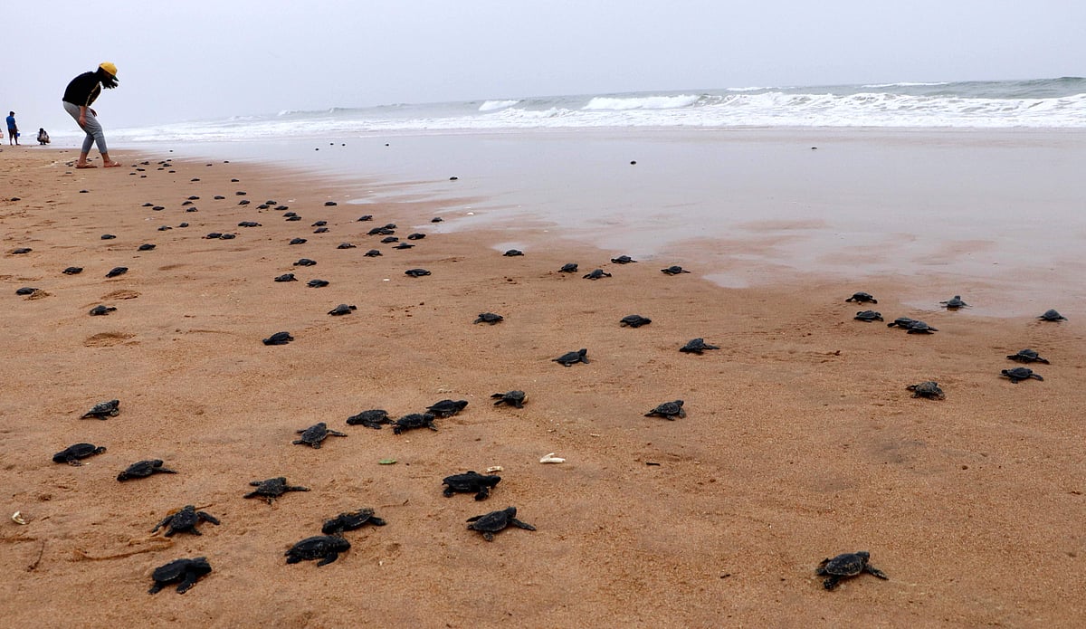 Party on turtle nesting ground sparks row