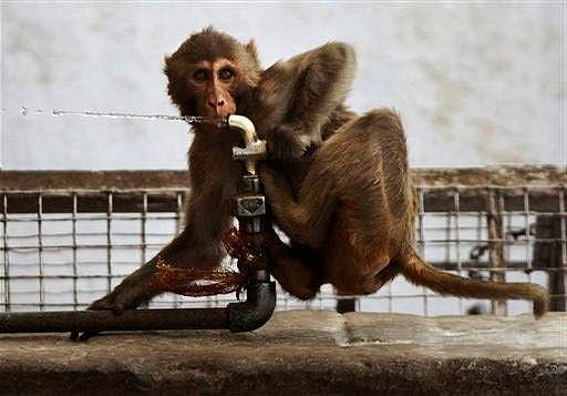 Himachal Pradesh to start culling vermin monkeys