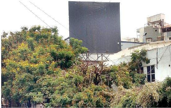 Yet another tree mutilated to clear view of hoarding