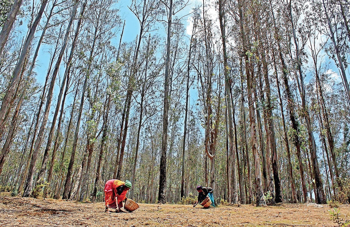 Karnataka forest dept to uproot eucalyptus trees from govt, forest land