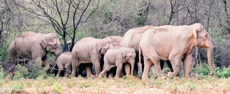 Odisha's winter elephant census reveals population, seasonal movements