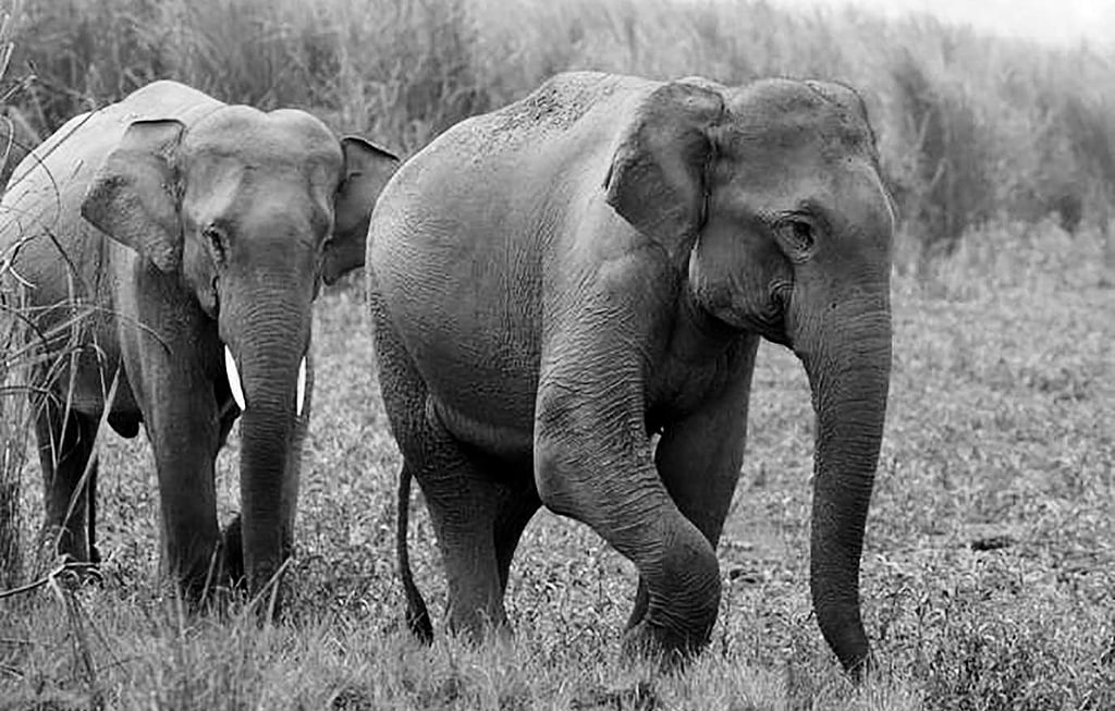 Elephants damage houses, crops