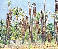 Coconut trees stand headless in Theni