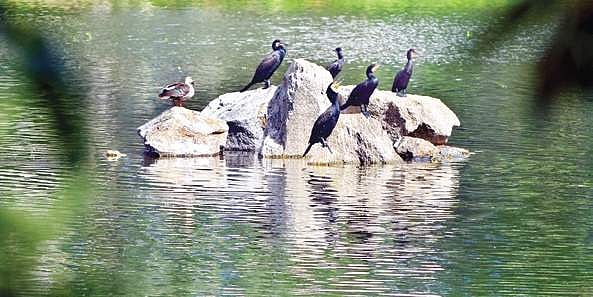 Uttarahalli lake brims with water, new hope