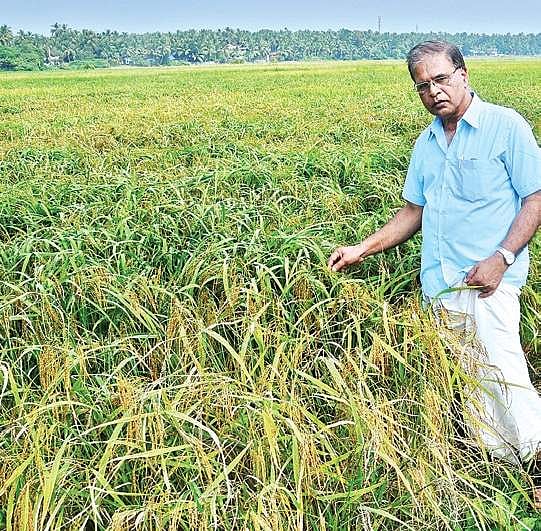 Two dying indigenous rice varieties to seek GI tag
