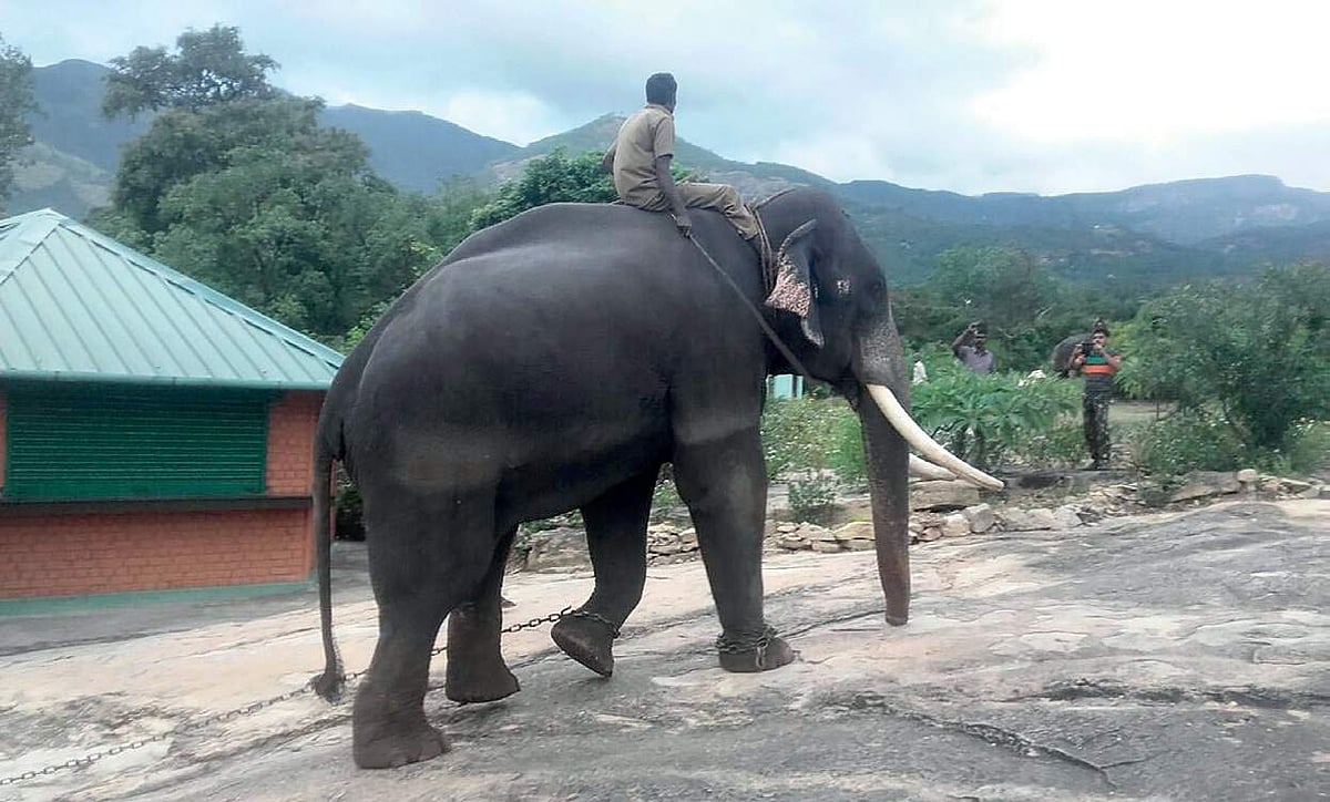 Man dies as elephant attacks autorickshaw in Munnar