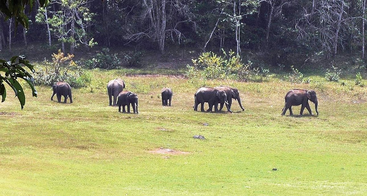 Move to widen area under tiger reserve to hit Sabarimala projects