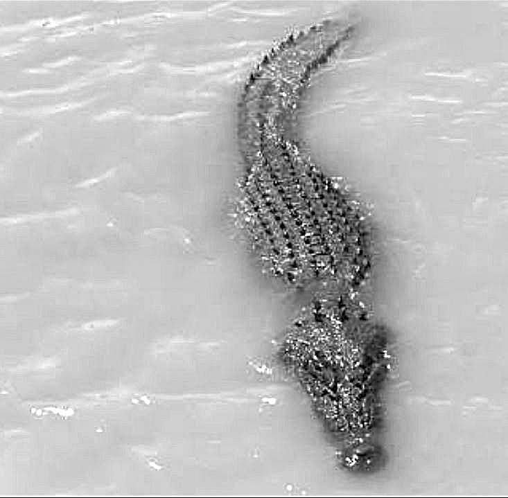 Croc sighting raises alarm in K’para villages