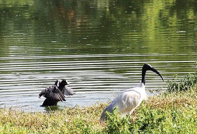 Puttenahalli lake set to turn into bird reserve, work to begin today
