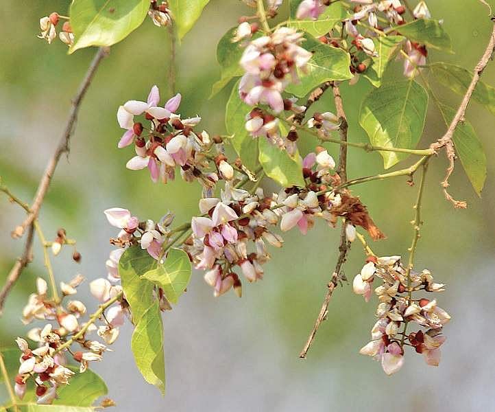 ‘Plant right kind of trees’