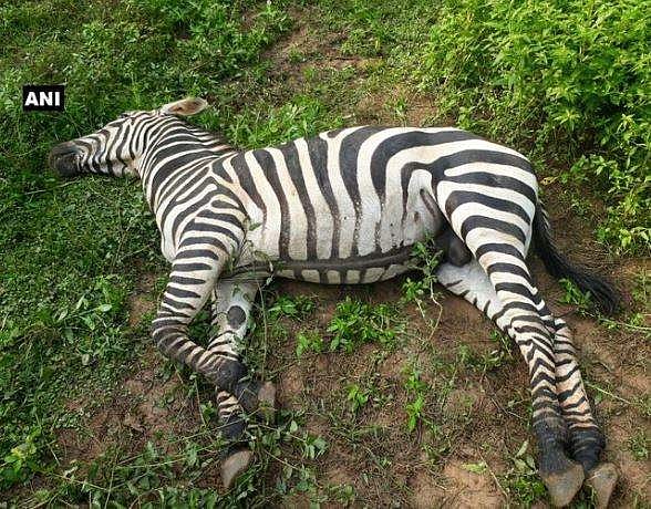 And then there were none: Why are zebras dying in Odisha's Nandankanan Zoo?