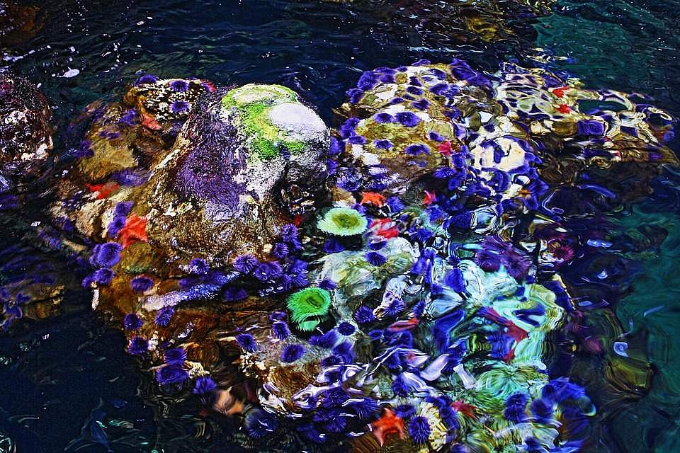 Japan tsunami brought hundreds of aquatic species to US coast