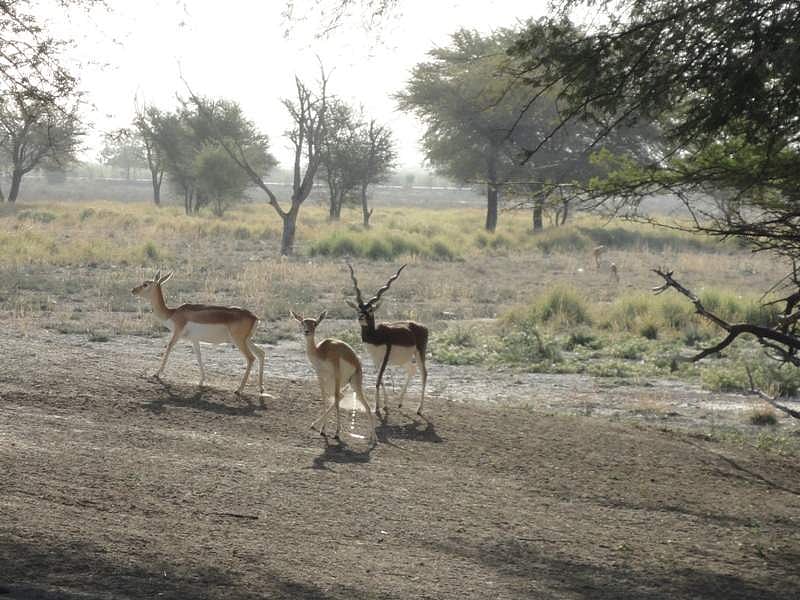 Ministry refuses captive breeding of Chiru antelope