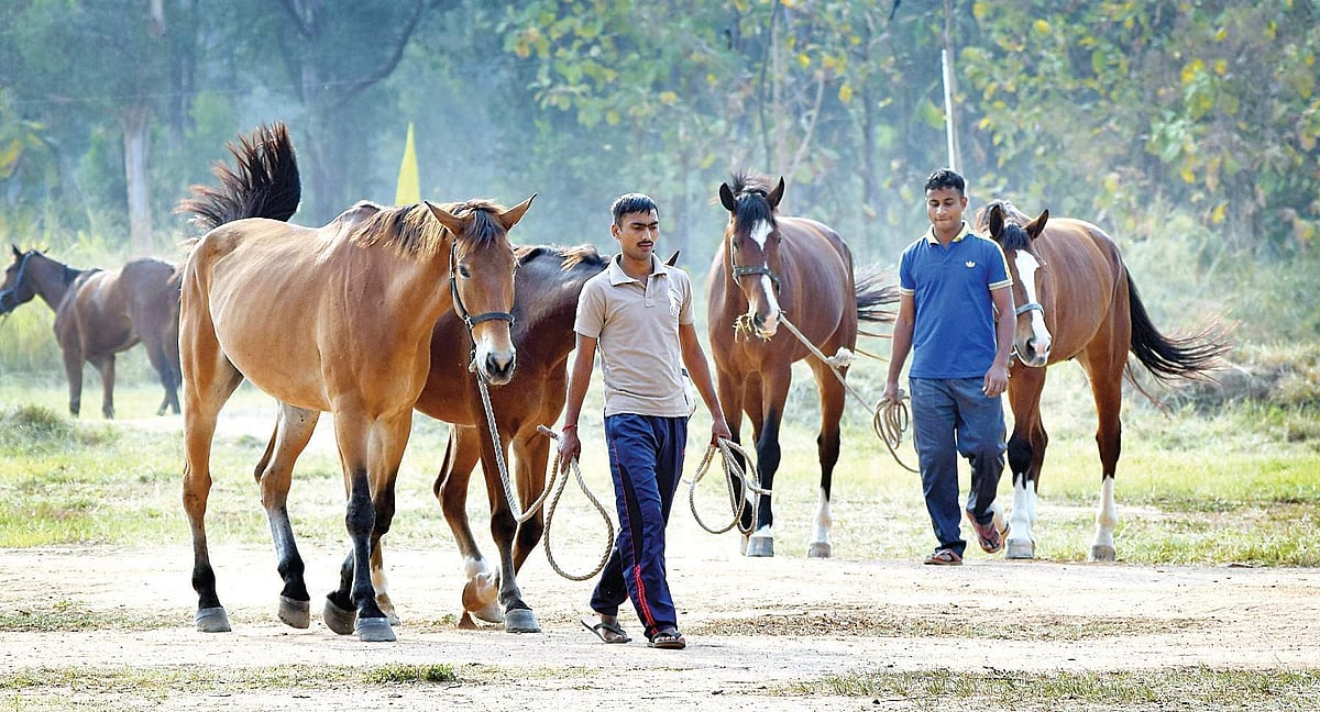 Glanders disease diagnosed in 32 more horses, Delhi to be